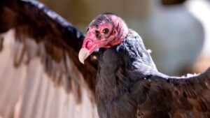 10 Fascinating Turkey Vulture Facts - Fact Animal