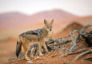 10 Fascinating Jackal Facts - Fact Animal