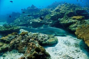10 Zebra Shark Facts - Fact Animal