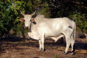 8 Fascinating Zebu Facts - Fact Animal