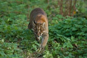 8 Fascinating Asian Golden Cat Facts - Fact Animal
