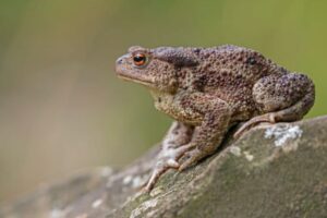 What is the Difference Between a Frog and a Toad? - Fact Animal