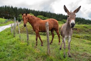 What is the Difference Between a Donkey and a Mule? - Fact Animal
