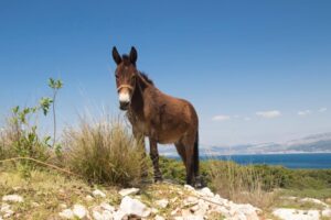 What is the Difference Between a Donkey and a Mule? - Fact Animal