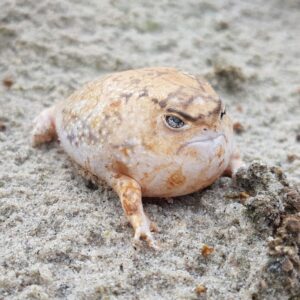 10 Desert Rain Frog Facts - Fact Animal