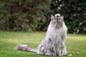 9 Gigantic Maine Coon Facts - Fact Animal
