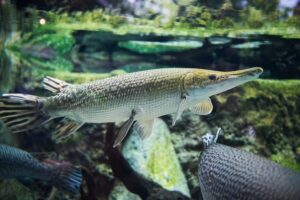 6 Strange Alligator Gar Facts - Fact Animal