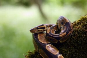 7 Ball Python Facts - Fact Animal
