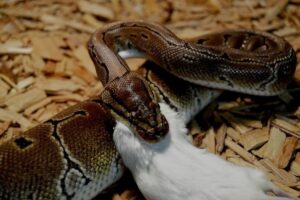 7 Ball Python Facts - Fact Animal