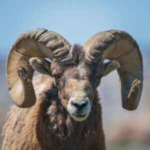 7 Bighorn Sheep Facts - Fact Animal