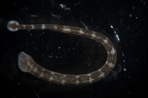 9 Terrifying Leech Facts - Fact Animal