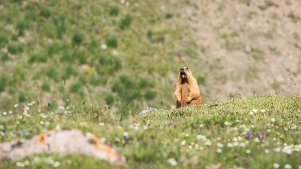 7 Epic Groundhog Facts - Fact Animal