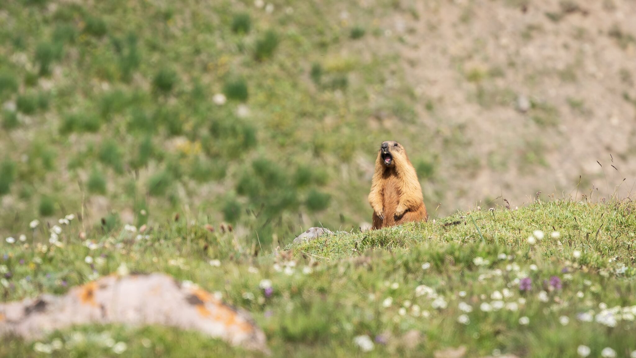 7 Epic Groundhog Facts - Fact Animal