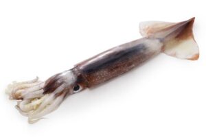 Crazy Japanese Flying Squid Facts - Fact Animal