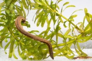 9 Terrifying Leech Facts - Fact Animal