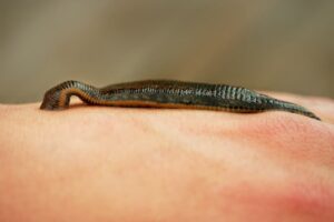 9 Terrifying Leech Facts - Fact Animal