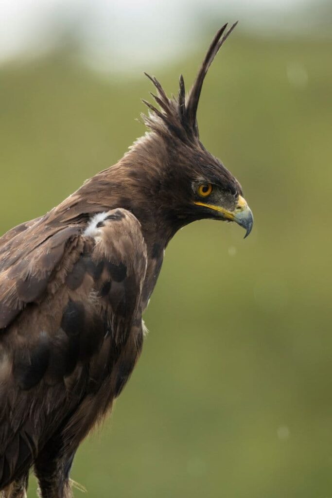 7 Long-Crested Eagle Facts - Fact Animal