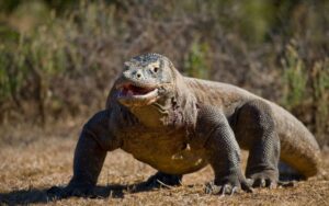 9 Monitor Lizard Facts - Fact Animal