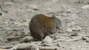 7 Musky Rat-Kangaroo Facts - Fact Animal