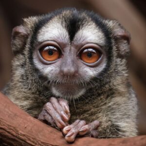 7 Night Monkey Facts - Fact Animal