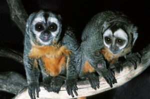 7 Night Monkey Facts - Fact Animal