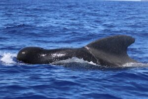 Extraordinary Pilot Whale Facts - Fact Animal