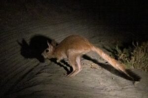 7 Springhare Facts - Fact Animal