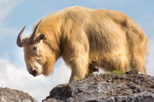 7 Terrific Takin Facts - Fact Animal