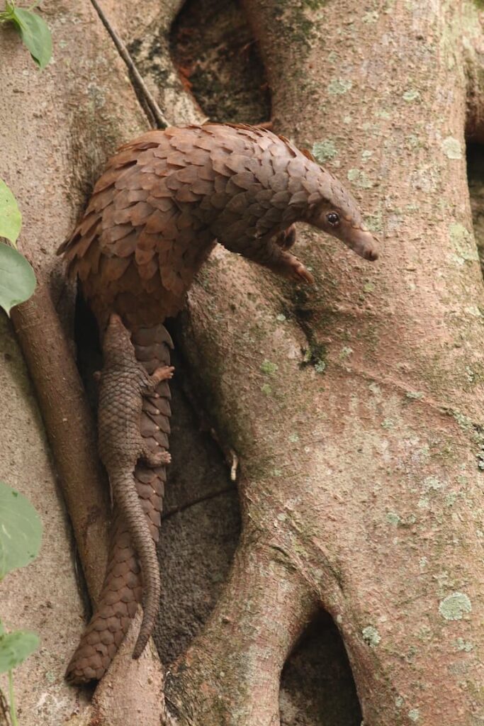 Tree Pangolin Facts - Fact Animal