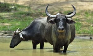 7 Water Buffalo Facts - Fact Animal