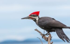 8 Incredible Woodpecker Facts - Fact Animal