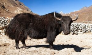 7 Yak Facts - Fact Animal