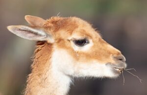 8 Vicuña Facts - Fact Animal