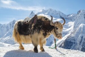 7 Yak Facts - Fact Animal