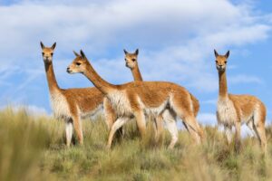 8 Vicuña Facts - Fact Animal
