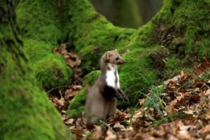 7 Wicked Weasel Facts - Fact Animal