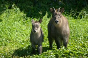 8 Japanese Serow Facts - Fact Animal