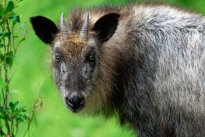 8 Japanese Serow Facts - Fact Animal