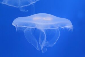 Amazing Moon Jellyfish Facts - Fact Animal