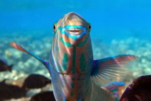 8 Peculiar Parrotfish Facts - Fact Animal