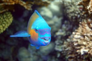 8 Peculiar Parrotfish Facts - Fact Animal