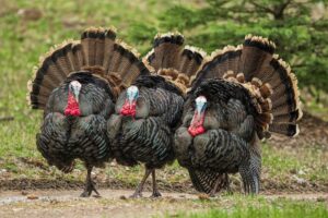 10 Turkey Facts - Fact Animal