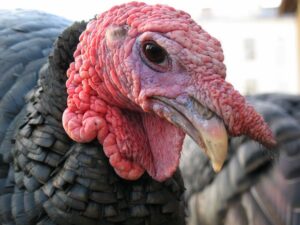 10 Turkey Facts - Fact Animal