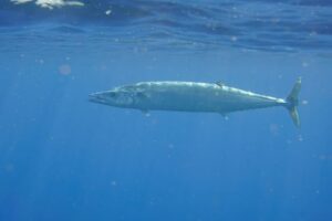 7 Wahoo Fish Facts - Fact Animal