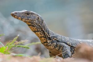 9 Monitor Lizard Facts - Fact Animal