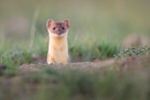 7 Wicked Weasel Facts - Fact Animal