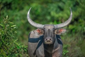 7 Water Buffalo Facts - Fact Animal