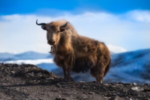7 Yak Facts - Fact Animal