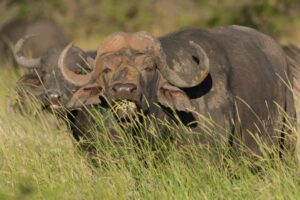 7 African Buffalo Facts - Fact Animal