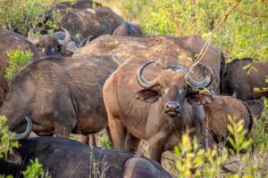 7 African Buffalo Facts - Fact Animal